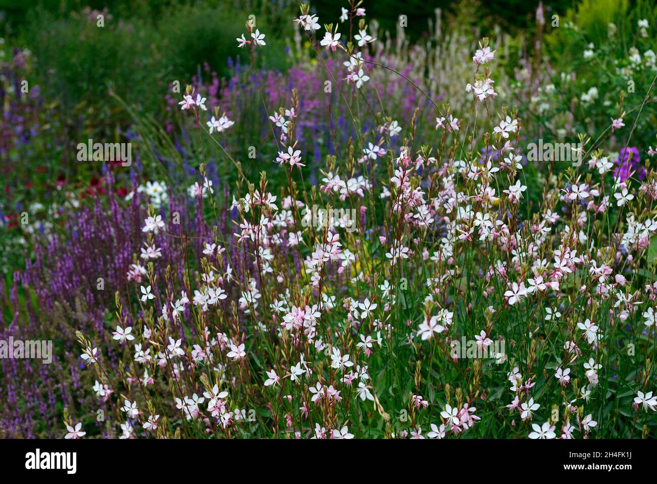 Gaura lindheimeri the bride hi-res stock photography and images - Alamy
