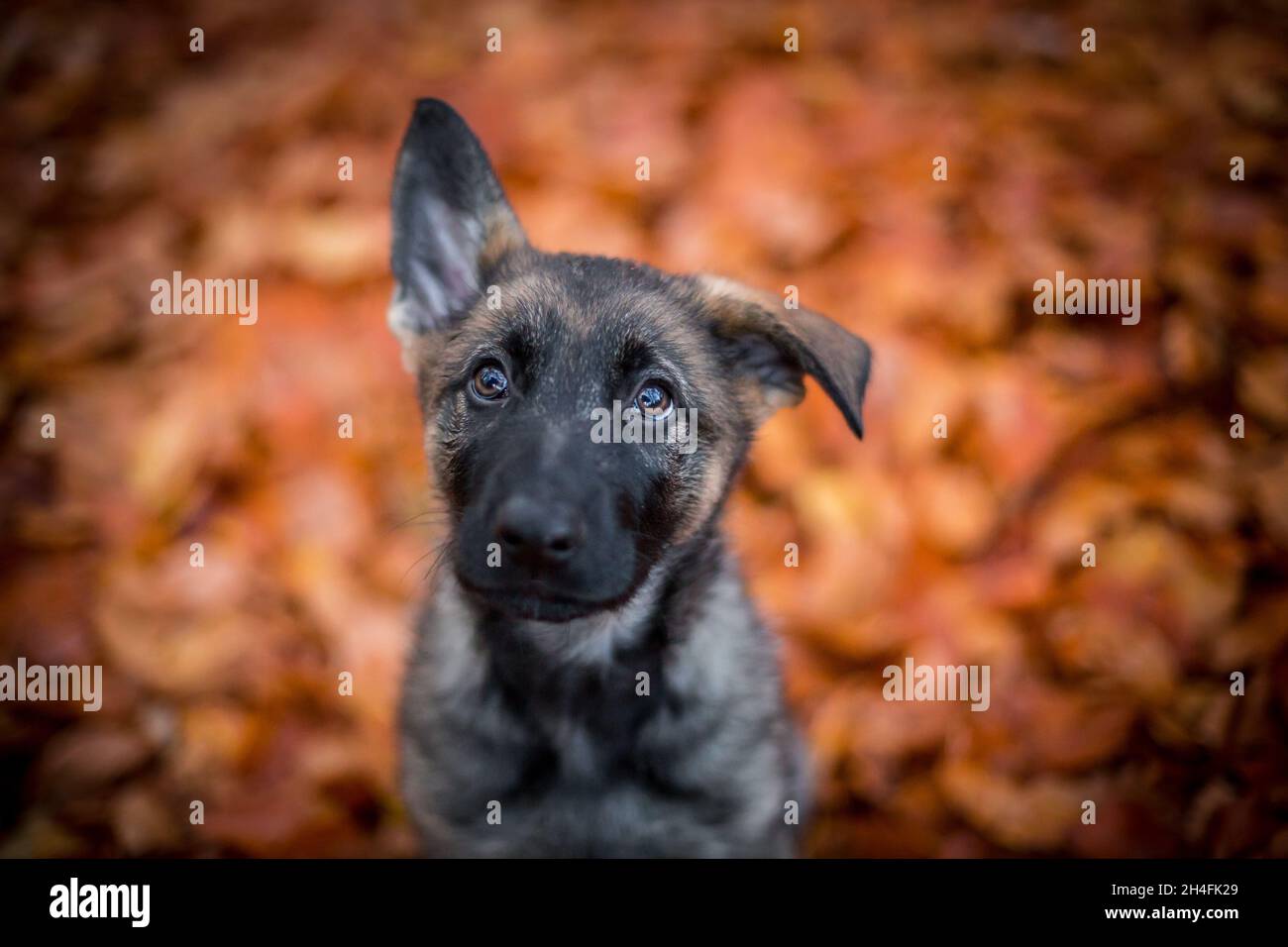 German Shepherd Dog puppy (Alsatian) in the autumn leaves Stock Photo ...
