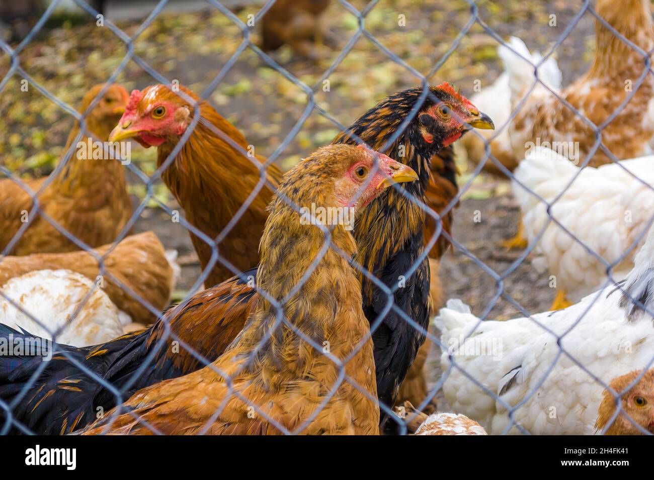 Living alive chickens poultry hi-res stock photography and images - Alamy