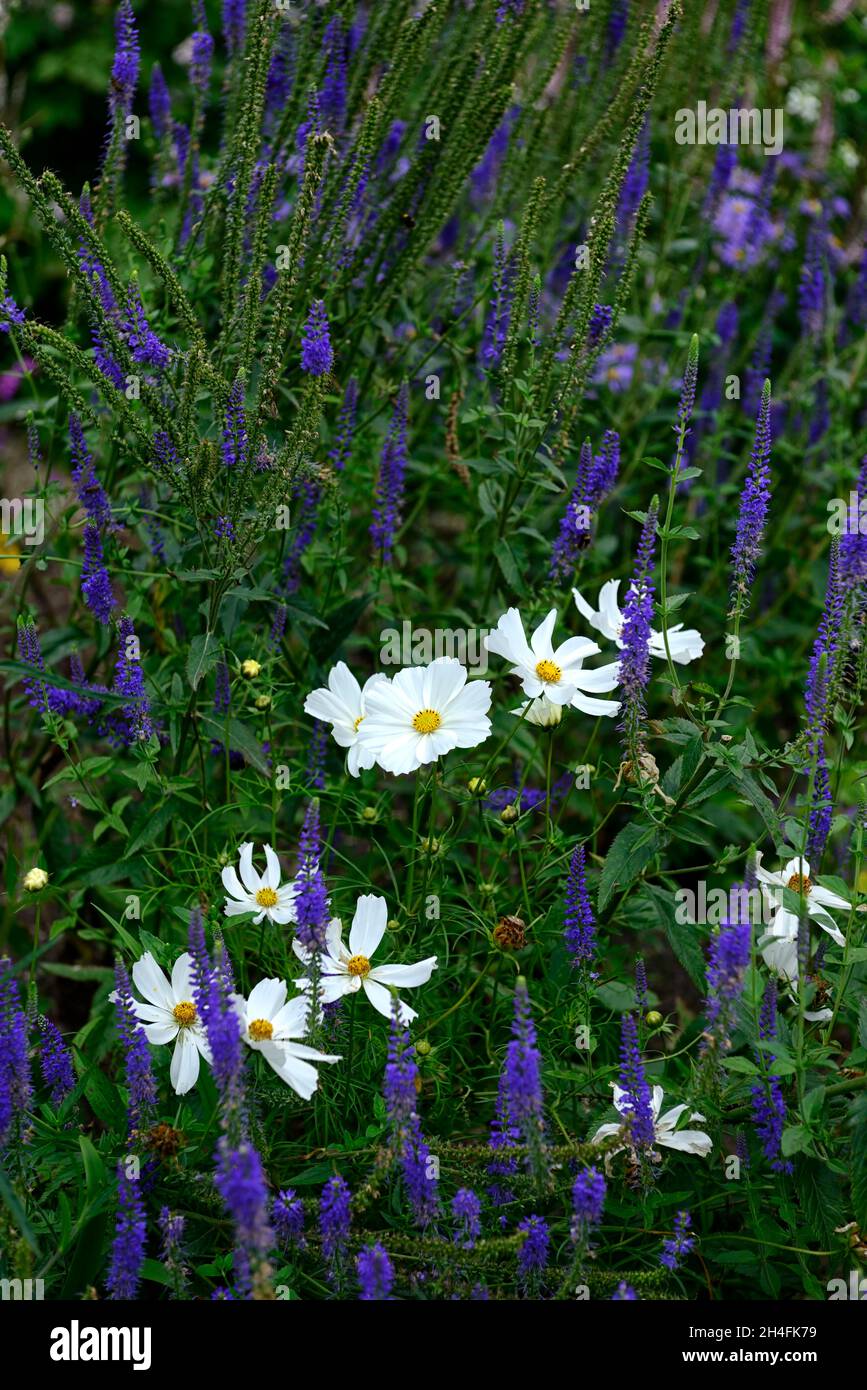Veronicastrum virginicum Apollo,Culver's Root,lilac blue, lilac-blue ...