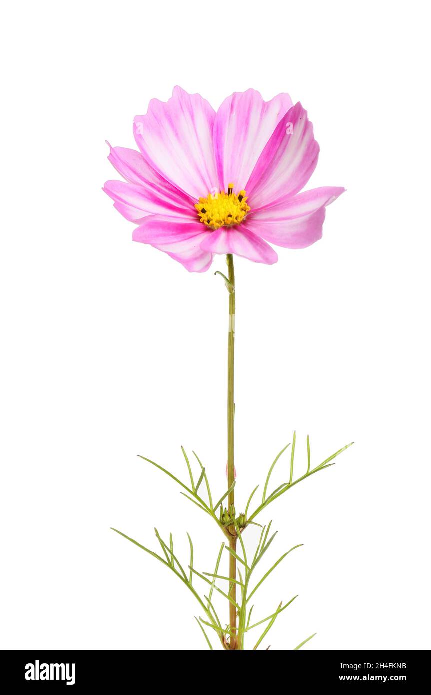 Red and white cosmos flower and foliage isolated against white Stock ...