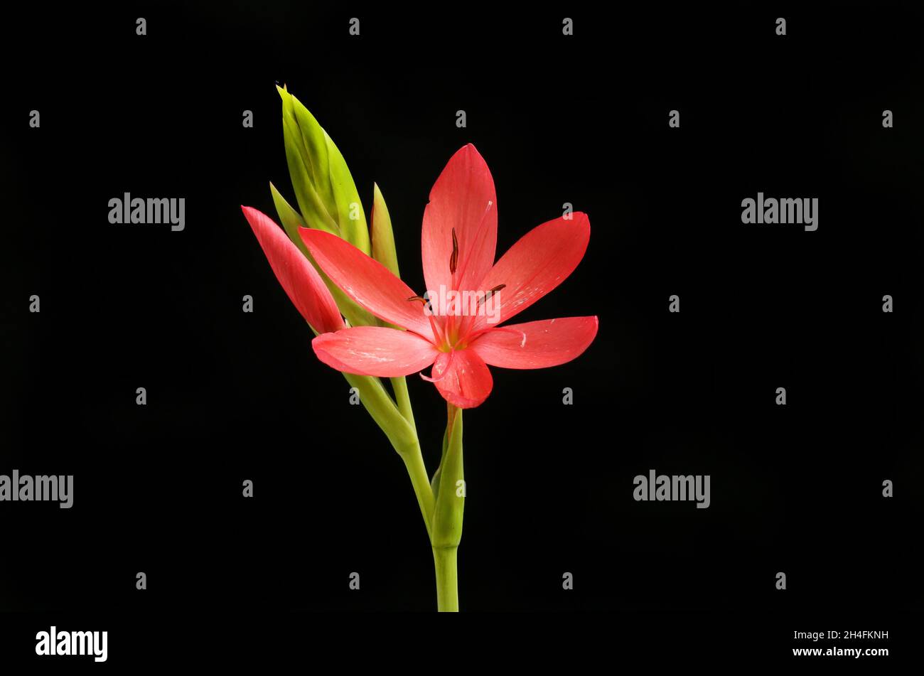 Kafir hi-res stock photography and images - Alamy