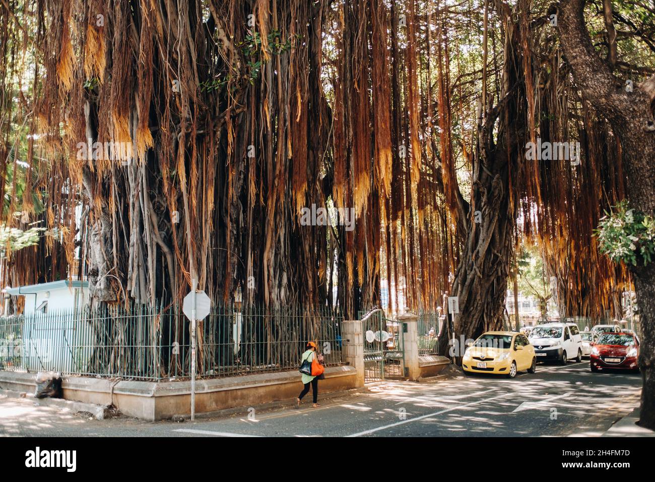 Port Louis, Mauritius aerial roots hanging from a giant tree in the ...