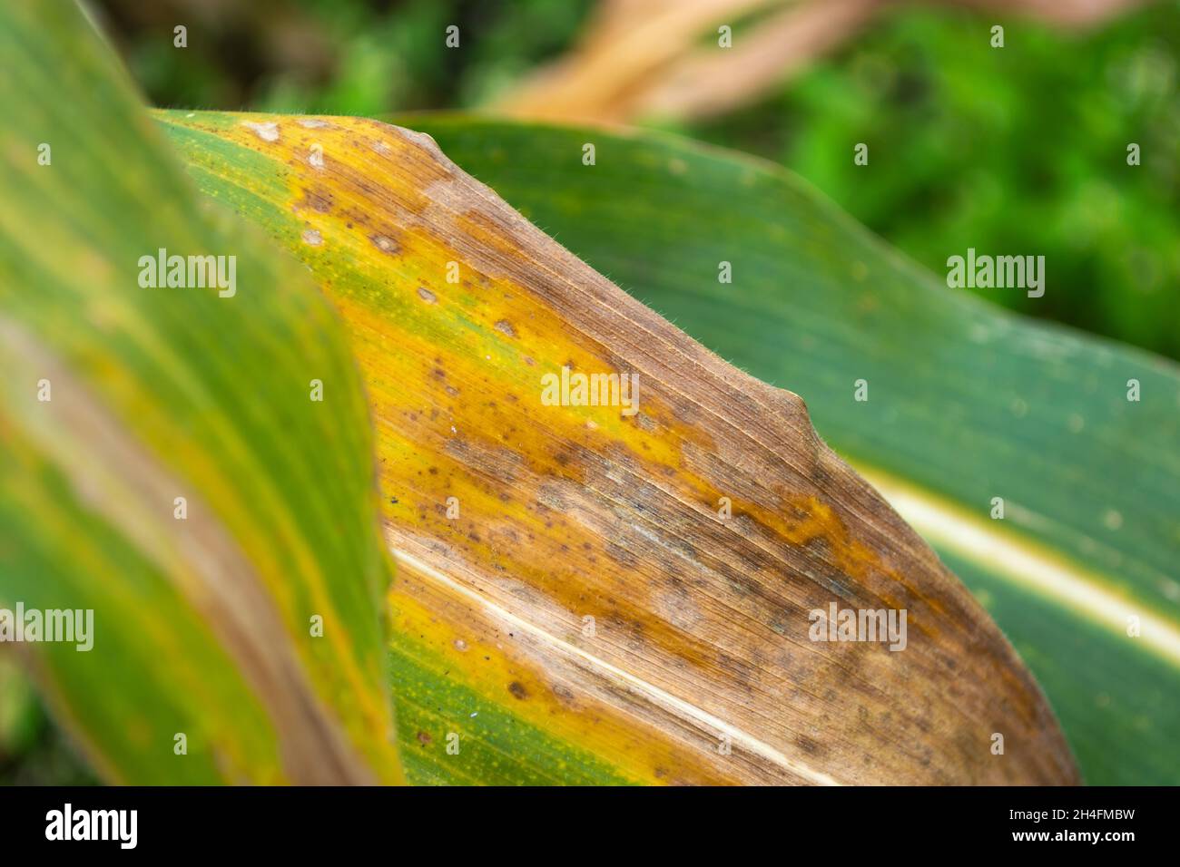 Three corn leaves that are starting to dry and turn yellow in the field ...
