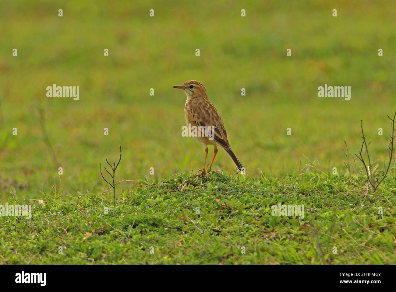 Indian pipit hi-res stock photography and images - Alamy