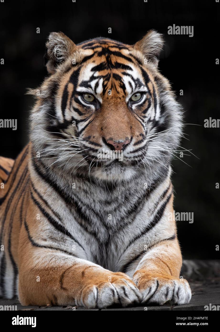Female Sumatran tiger, looking towards camera Stock Photo - Alamy