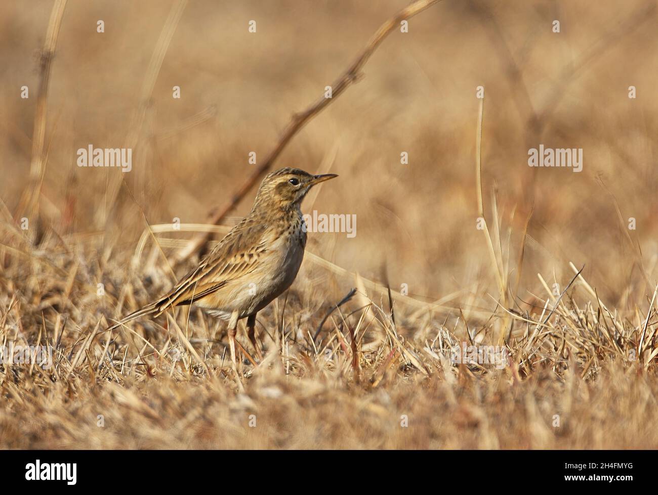 Paddyfield Pipit (Anthus rufulus rufulus) adult on dry grassland ...