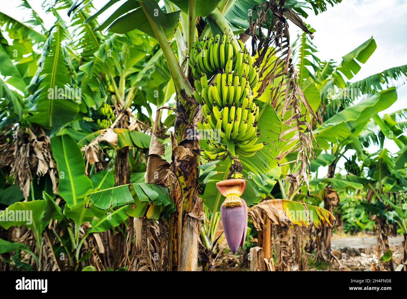 Two bunches of bananas growing on a tree on the plontage of the island ...