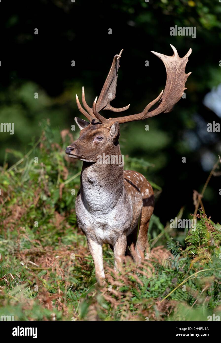 Powis Castle Wales High Resolution Stock Photography and Images - Alamy