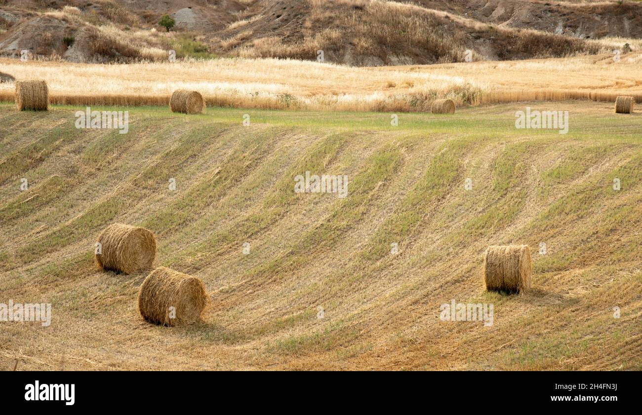 Agriculture field of round bales of hay after harvesting Stock Photo ...
