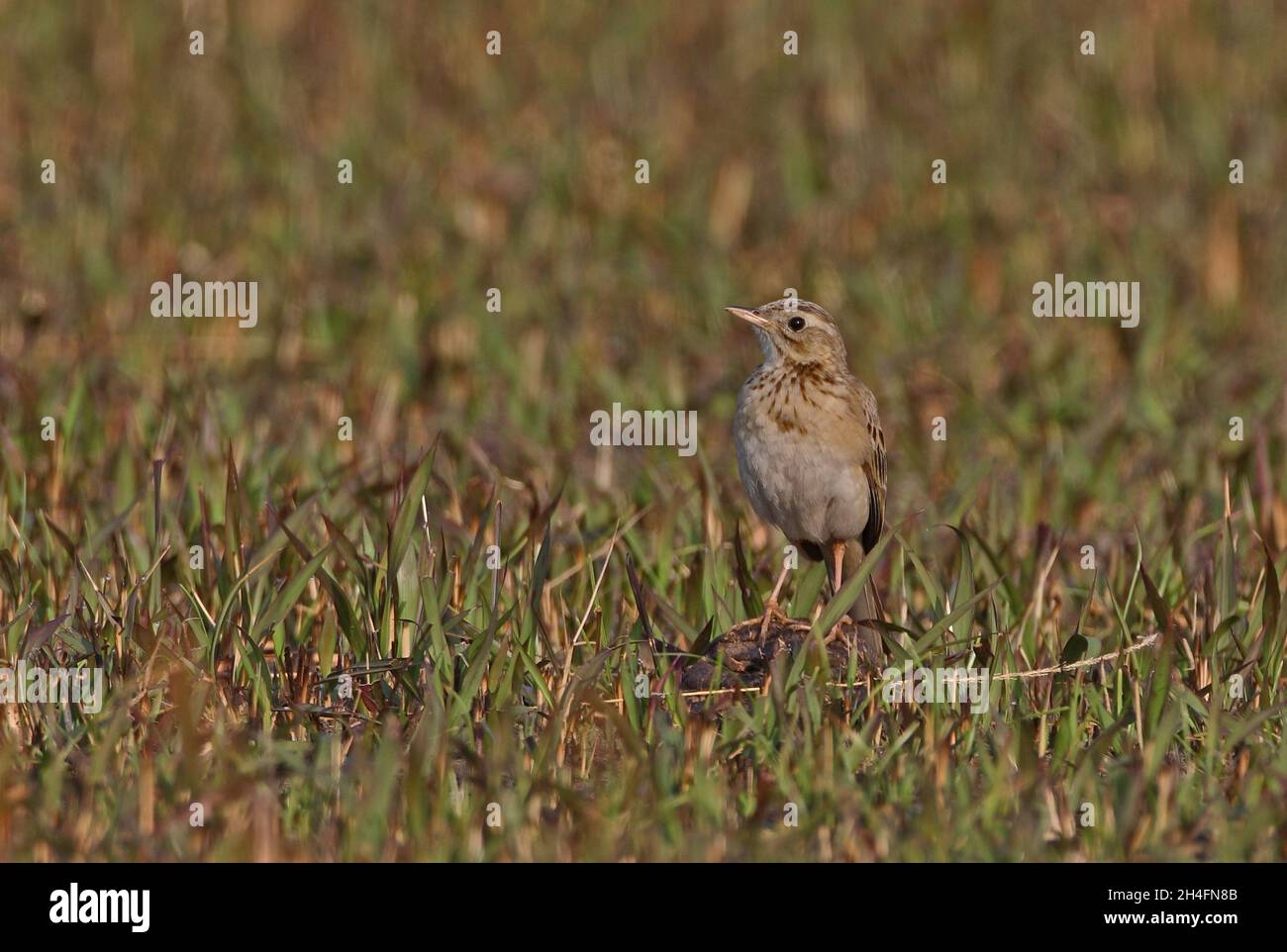 Indian pipit hi-res stock photography and images - Alamy