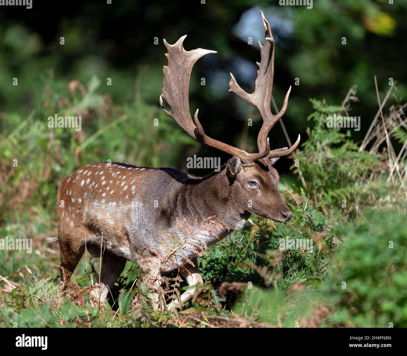Fallow Deer at Powis Castle near Welshpool, Wales, UK Stock Photo - Alamy