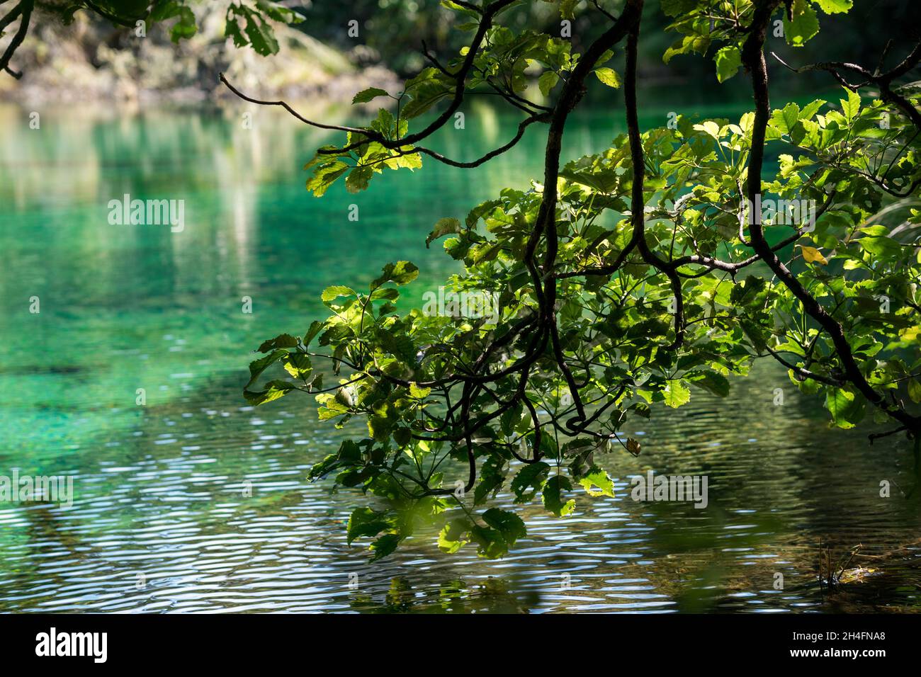 Clear water in the Lake Kaitawa Fairy Springs Track, New Zealand Stock ...