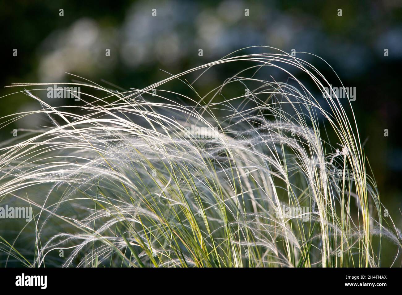 Field windswept wild grasses hi-res stock photography and images - Alamy