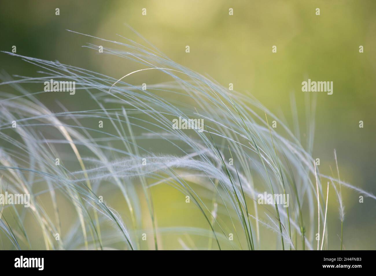 Wind-blown grass in sunset lights Stock Photo - Alamy