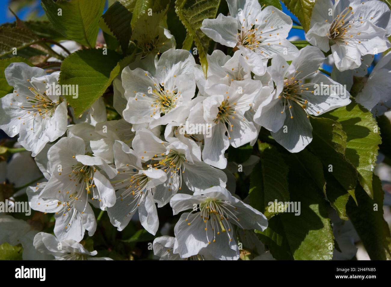 White flowers cherry flowering tree hi-res stock photography and images ...