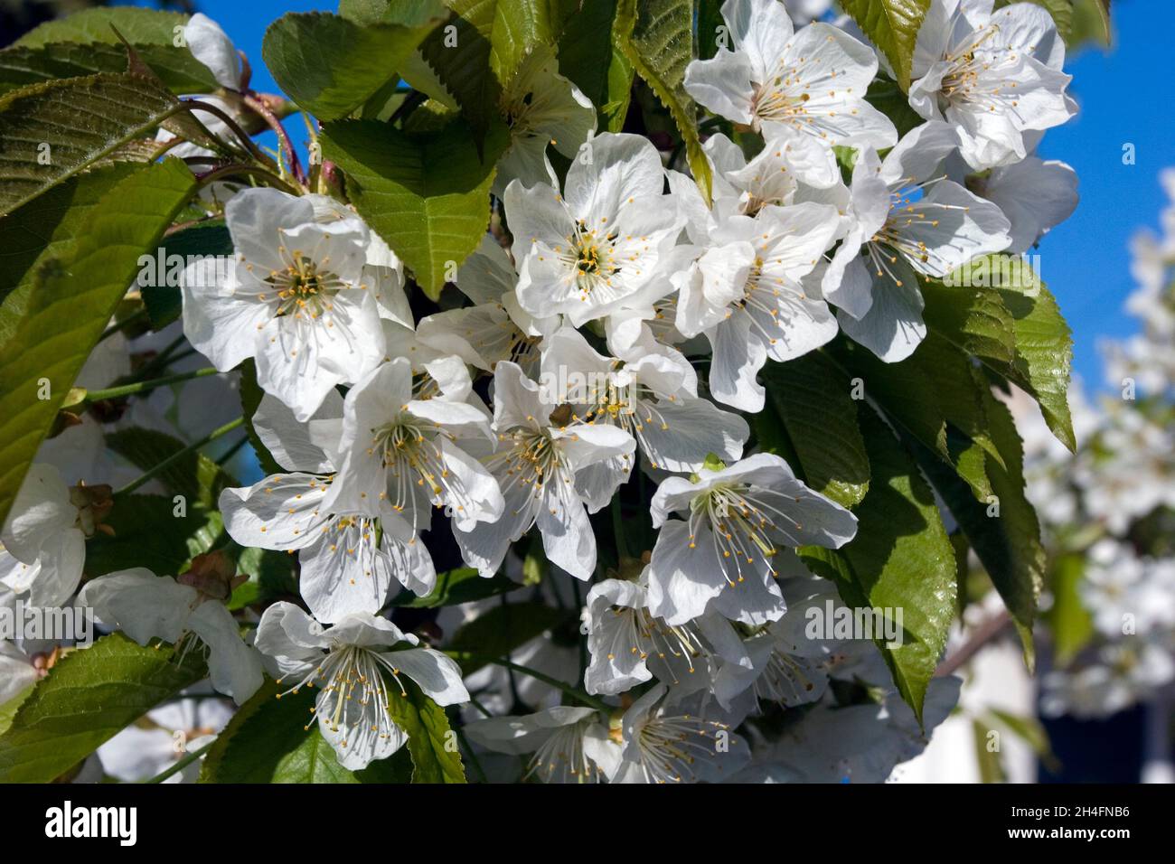 Small flowering cherry tree hi-res stock photography and images - Alamy