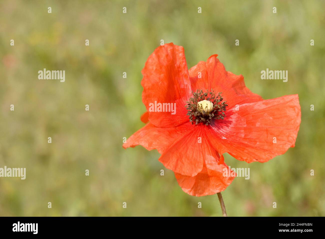 Red poppy (Papaver rhoeas Stock Photo - Alamy