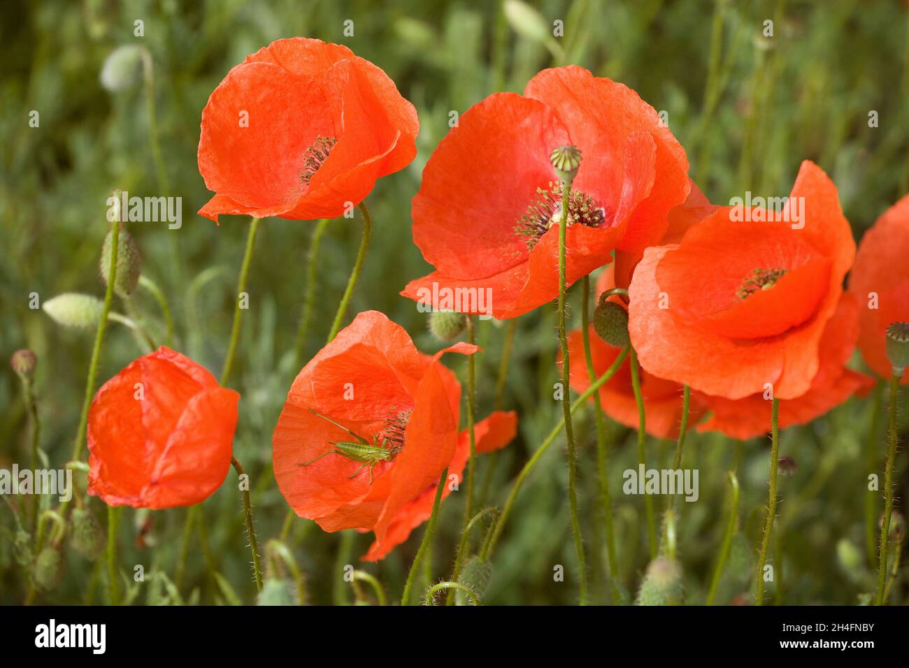 Red poppies (Papaver rhoeas Stock Photo - Alamy