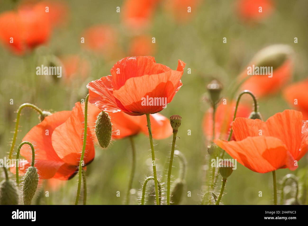 Papaver rhoeas plants hi-res stock photography and images - Alamy
