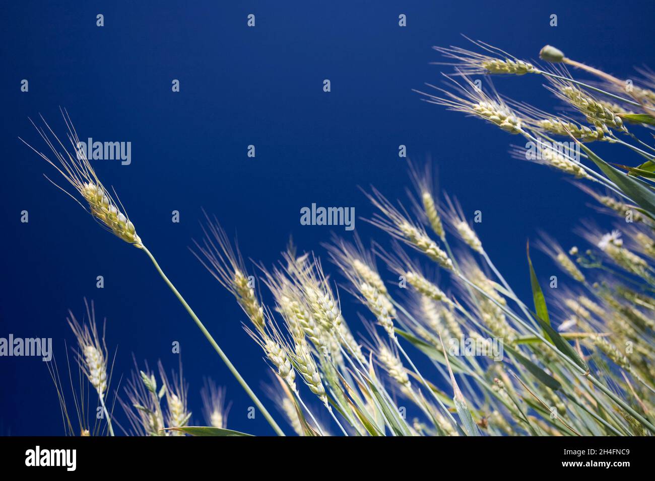 Self distilled hi-res stock photography and images - Alamy Self distilled hi-res stock photography and images - Alamy