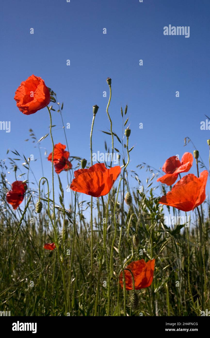 Red poppies (Papaver rhoeas Stock Photo - Alamy