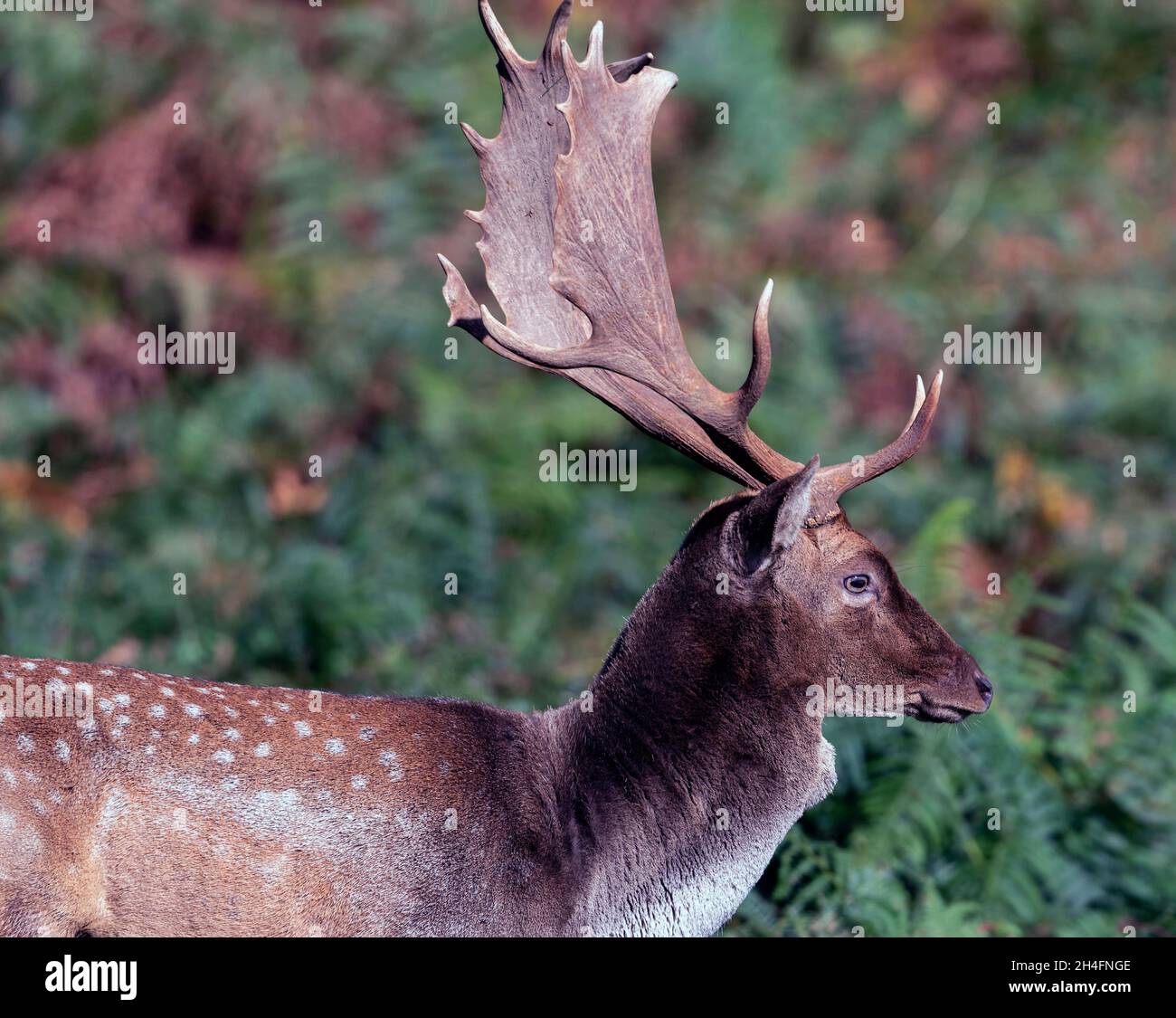 Powis castle, wales hi-res stock photography and images - Alamy