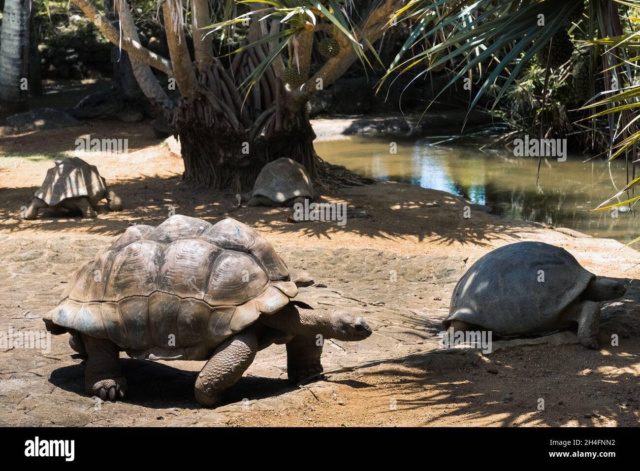 giant tortoises Dipsochelys gigantea in a tropical Park on the island ...