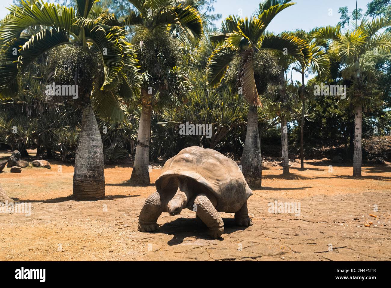 giant tortoises Dipsochelys gigantea in a tropical Park on the island ...