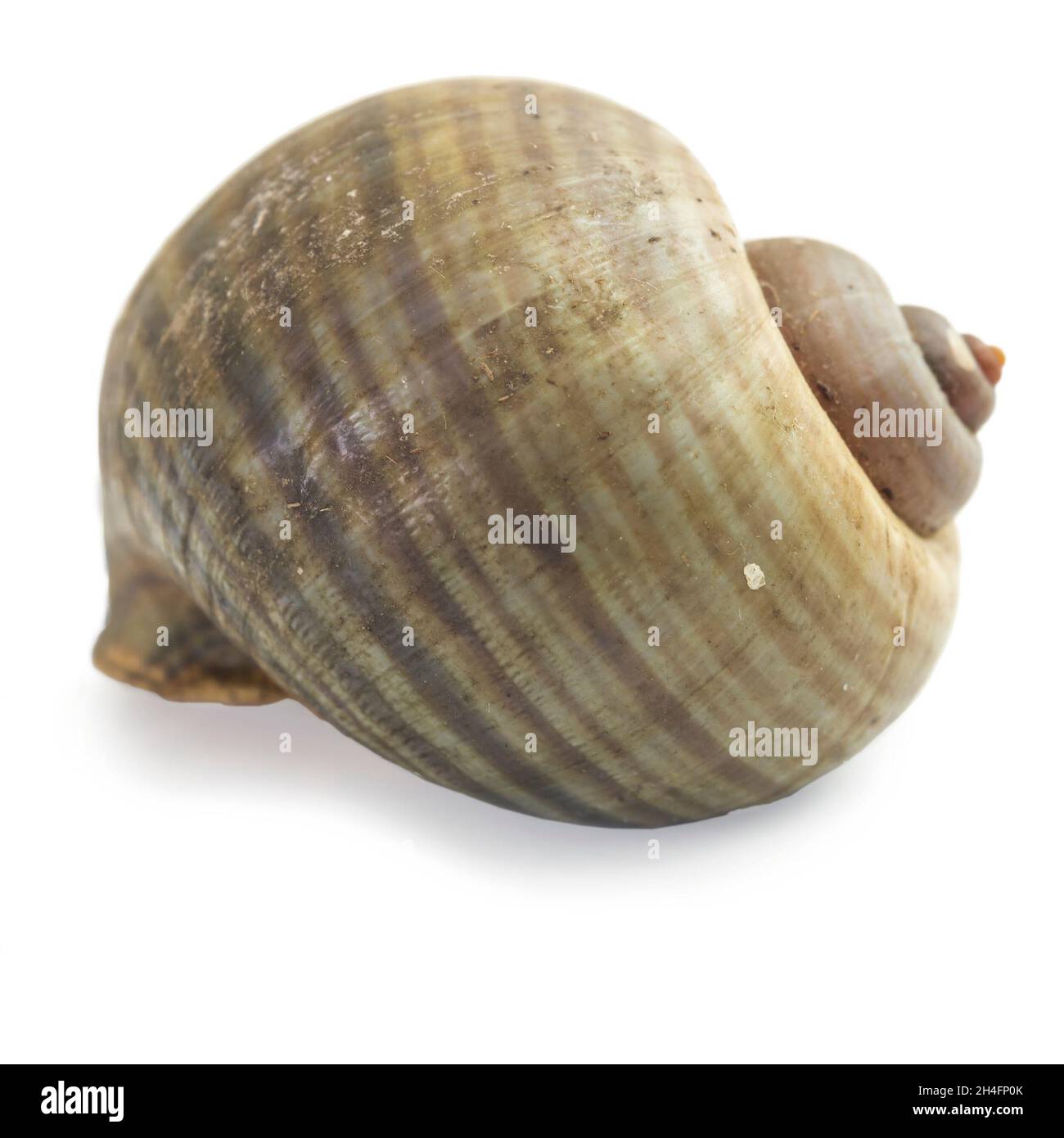 On a white background lies an empty grape snail shell. Europe largest ...