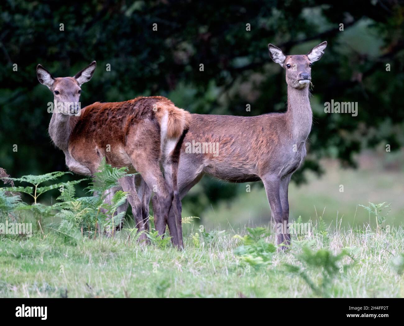 Fallow Deer at Powis Castle near Welshpool, Wales, UK Stock Photo - Alamy