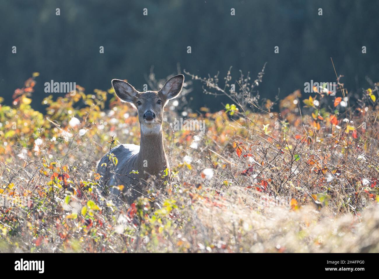 White-tailed deer with fall foliage background Stock Photo - Alamy