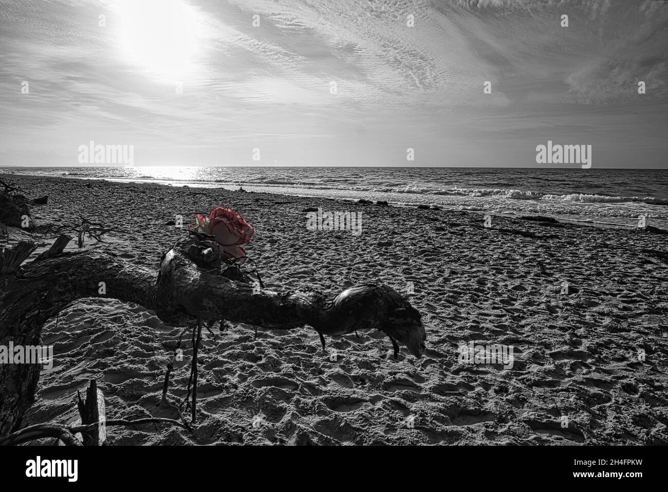 west beach on baltic sea beach. detailed and textured still life ...