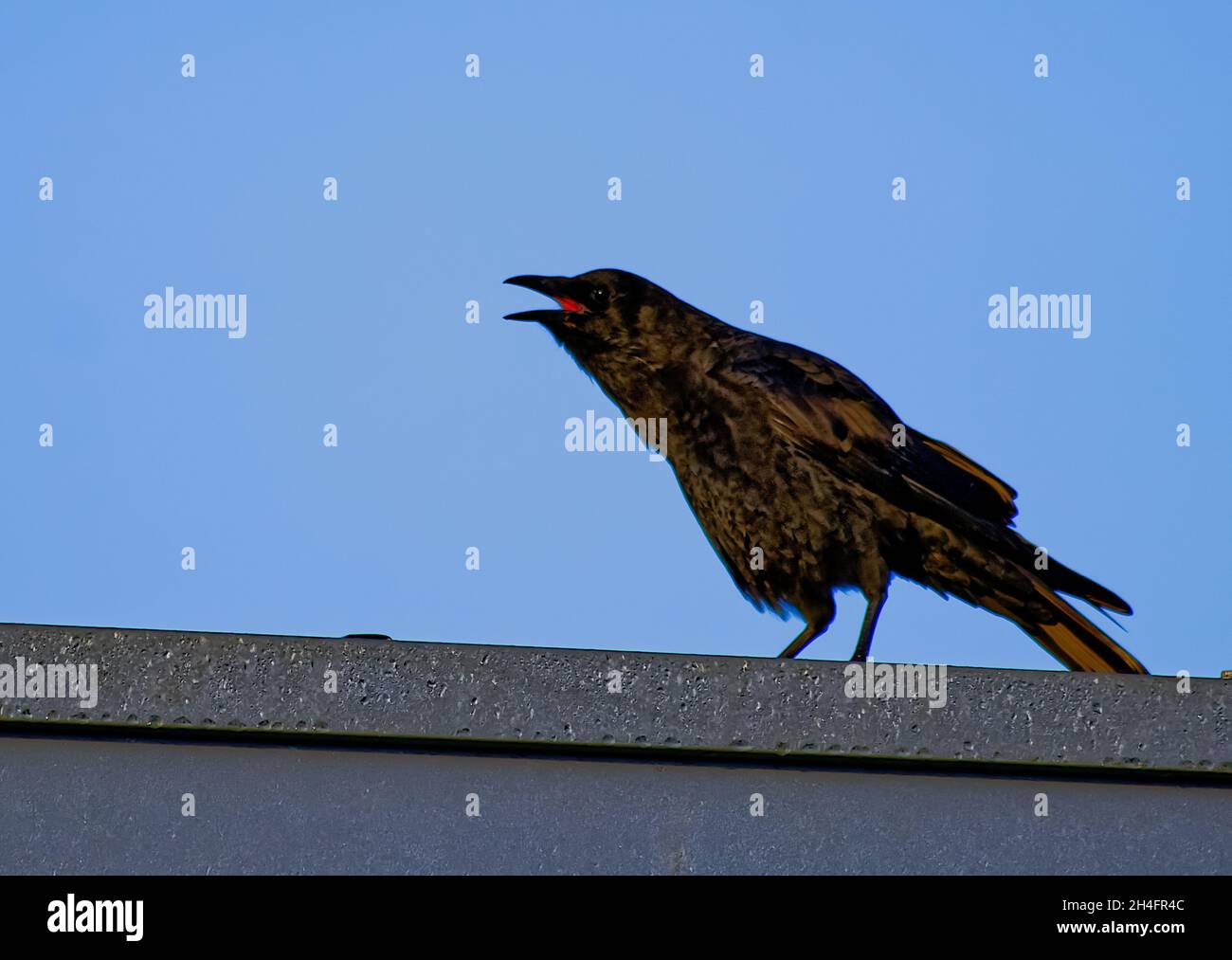 Black rood hi-res stock photography and images - Alamy
