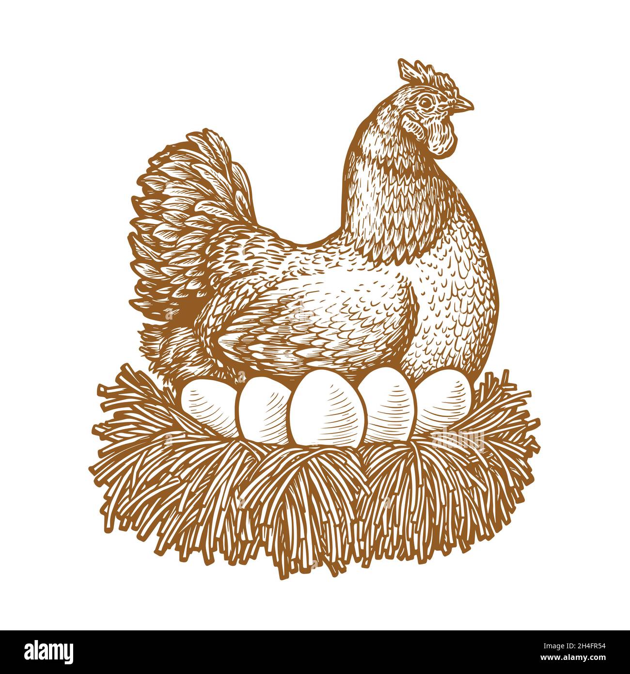 Farm hen incubates eggs in nest. Chicken vector illustration drawn ...