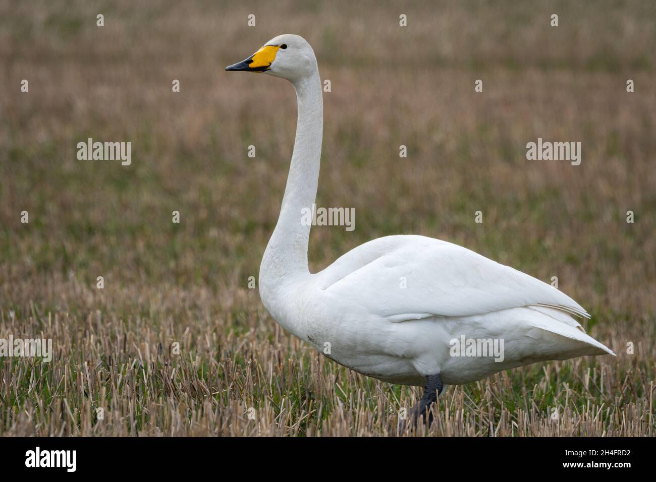 Swan standing hi-res stock photography and images - Alamy