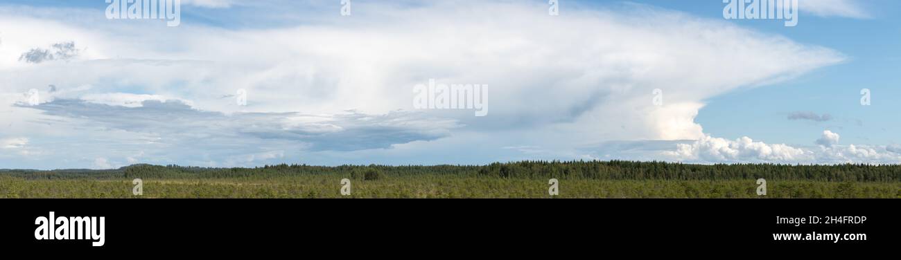 A wide panorama of swamp land with forest and interesting cloud ...