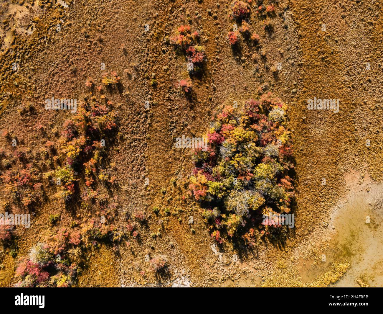 Aerial view from above of bog, grass and trees by the lake Stock Photo ...