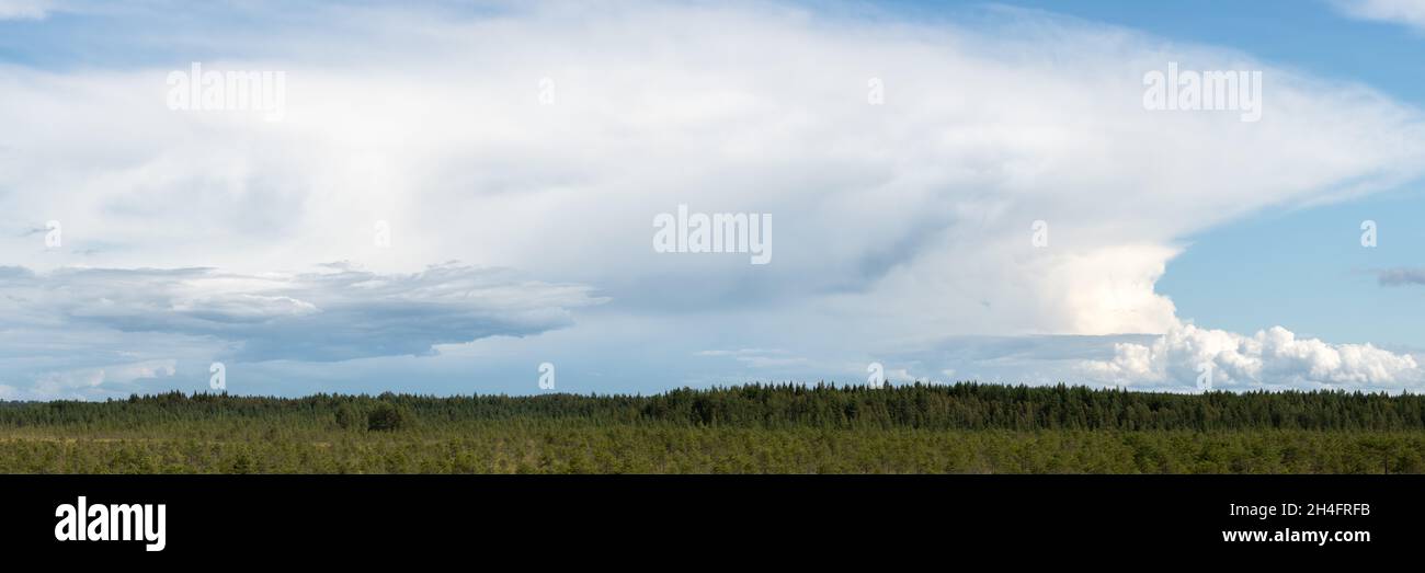 Swamp land hi-res stock photography and images - Alamy