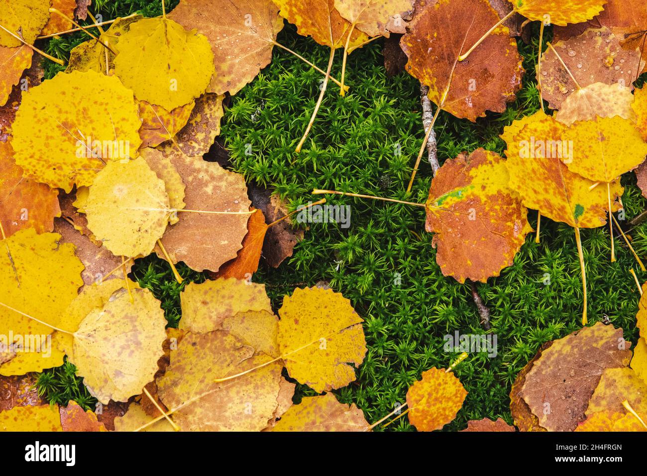 Multiple autumn leaves on the ground with moss Stock Photo - Alamy
