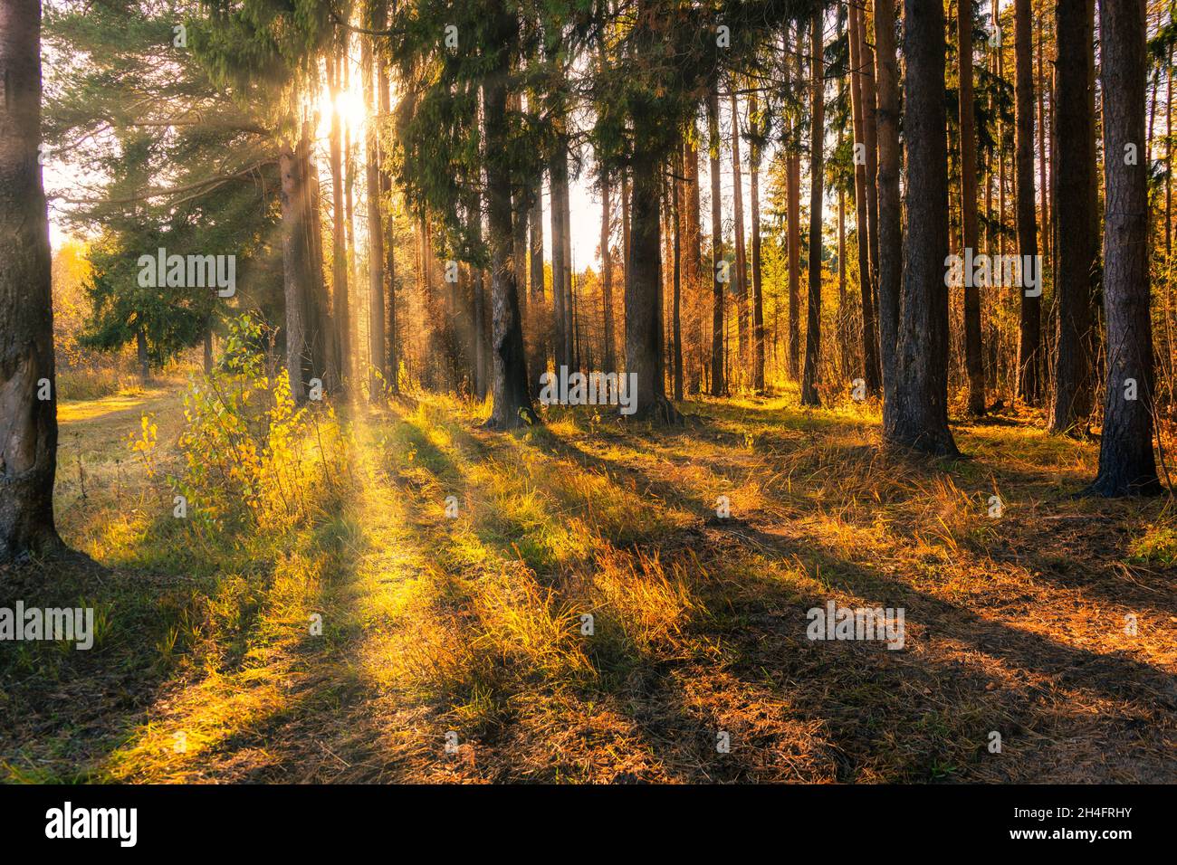 Shadows cast by pine trees hi-res stock photography and images - Alamy