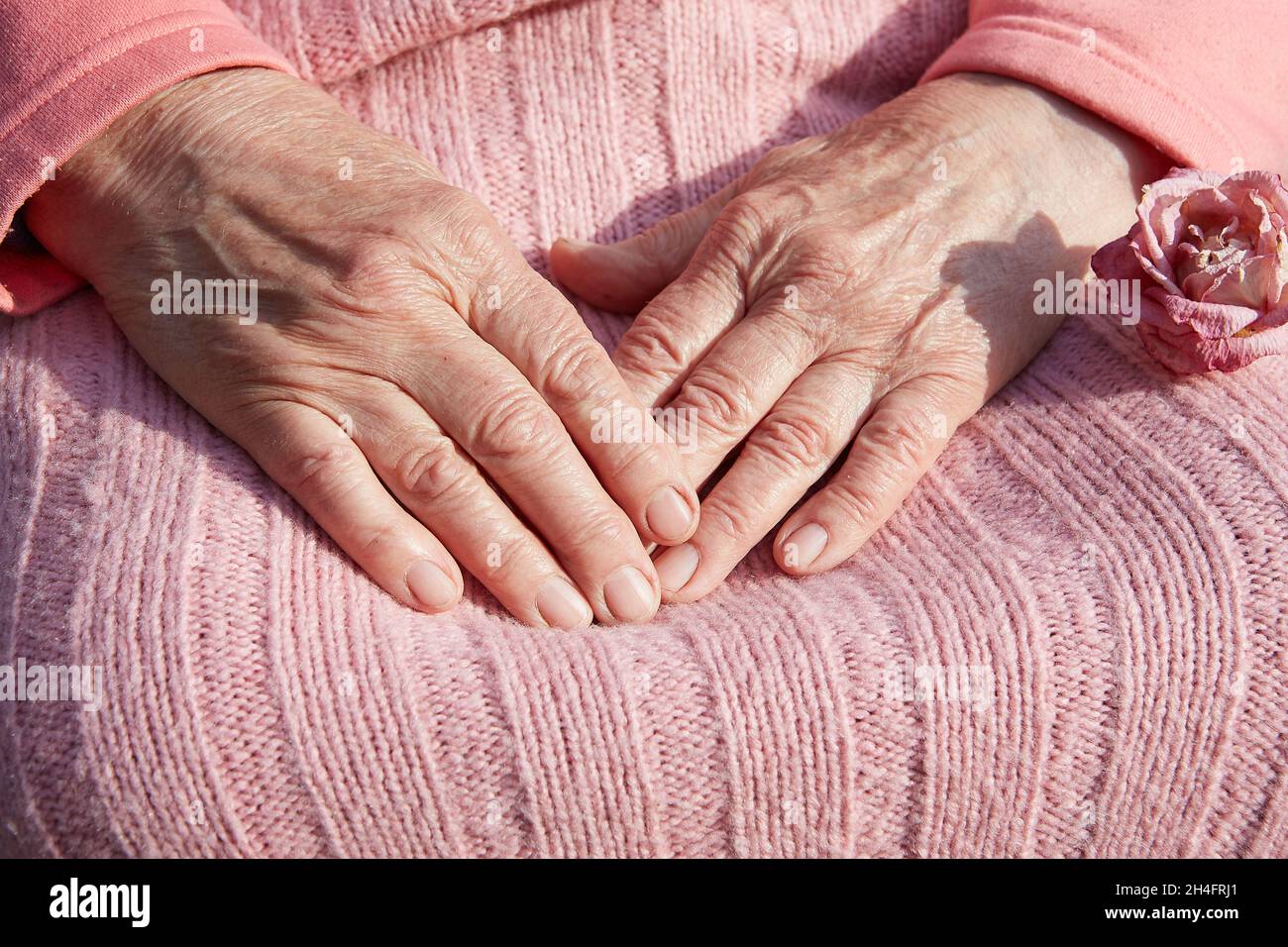 Senior woman's hands with dry rose. Fading life concept Stock Photo - Alamy
