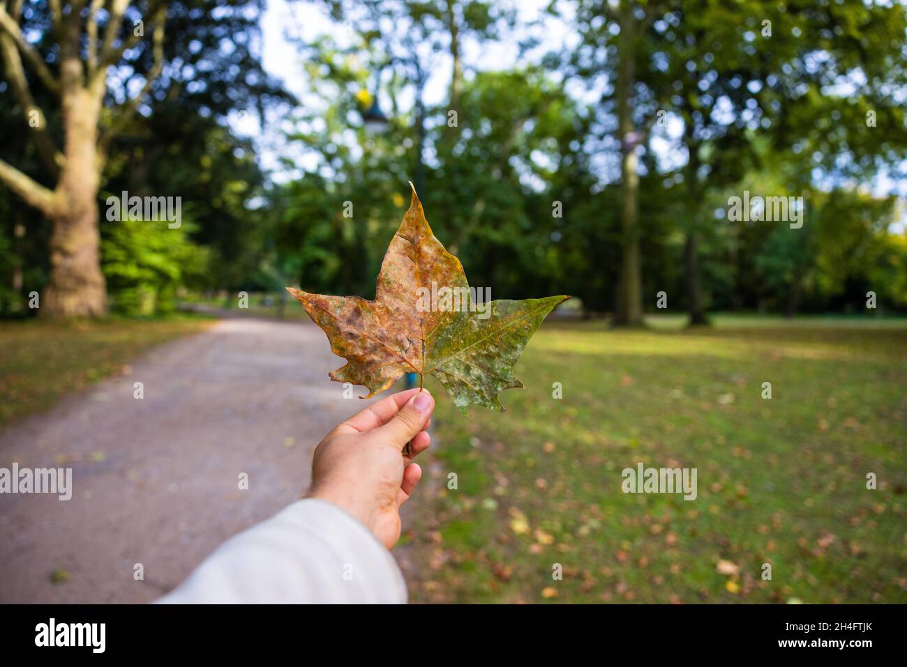 Hand holding an autumn leaf Stock Photo - Alamy