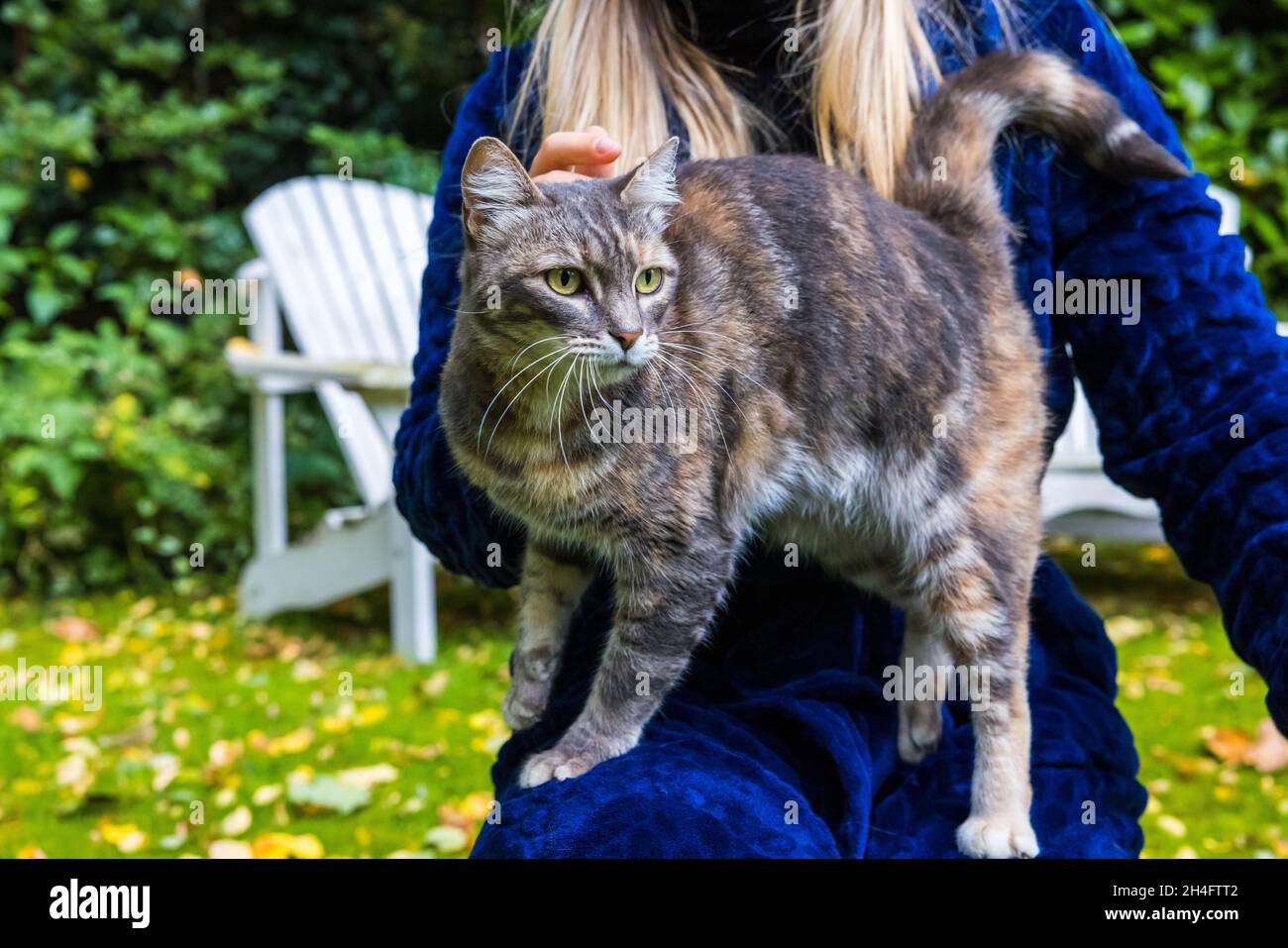 Tabby cat in woman hand in a patio Stock Photo - Alamy