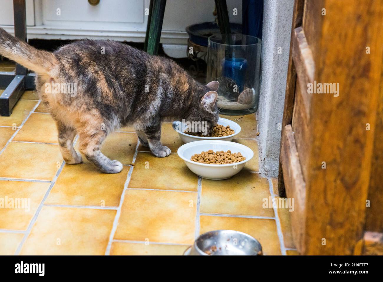 Eating house cat hi-res stock photography and images - Alamy