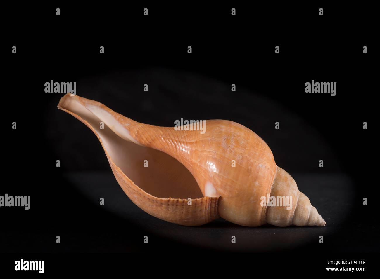 portrait of a snail or marine conch shell placed on black background ...