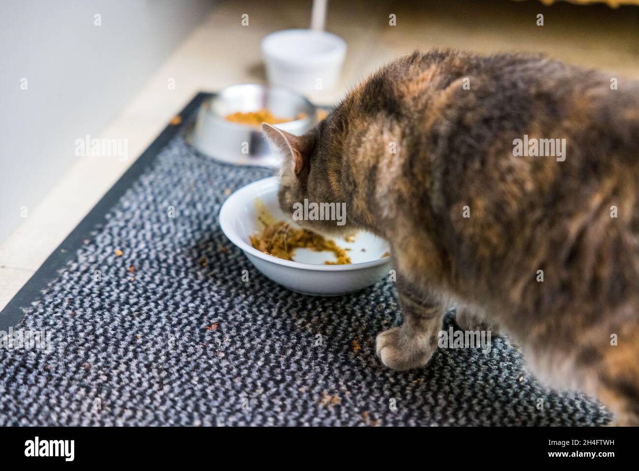 Eating house cat hi-res stock photography and images - Alamy