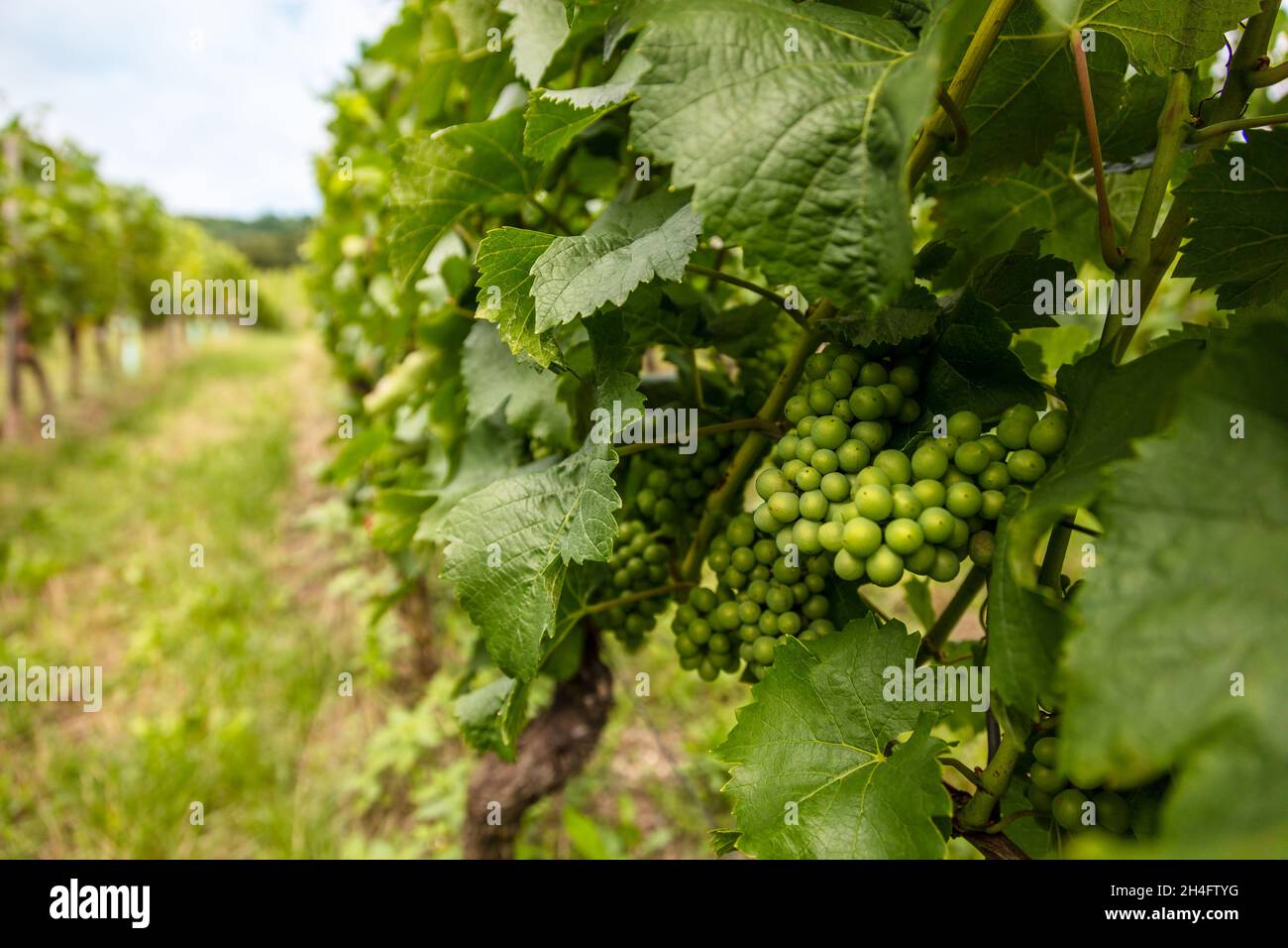 Vineyard grapes grapevines growing vines green hi-res stock photography ...