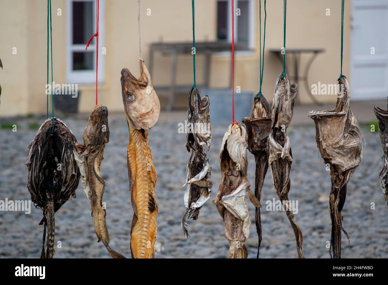 Assorted fish hanging from fish drying rack in Iceland Stock Photo - Alamy
