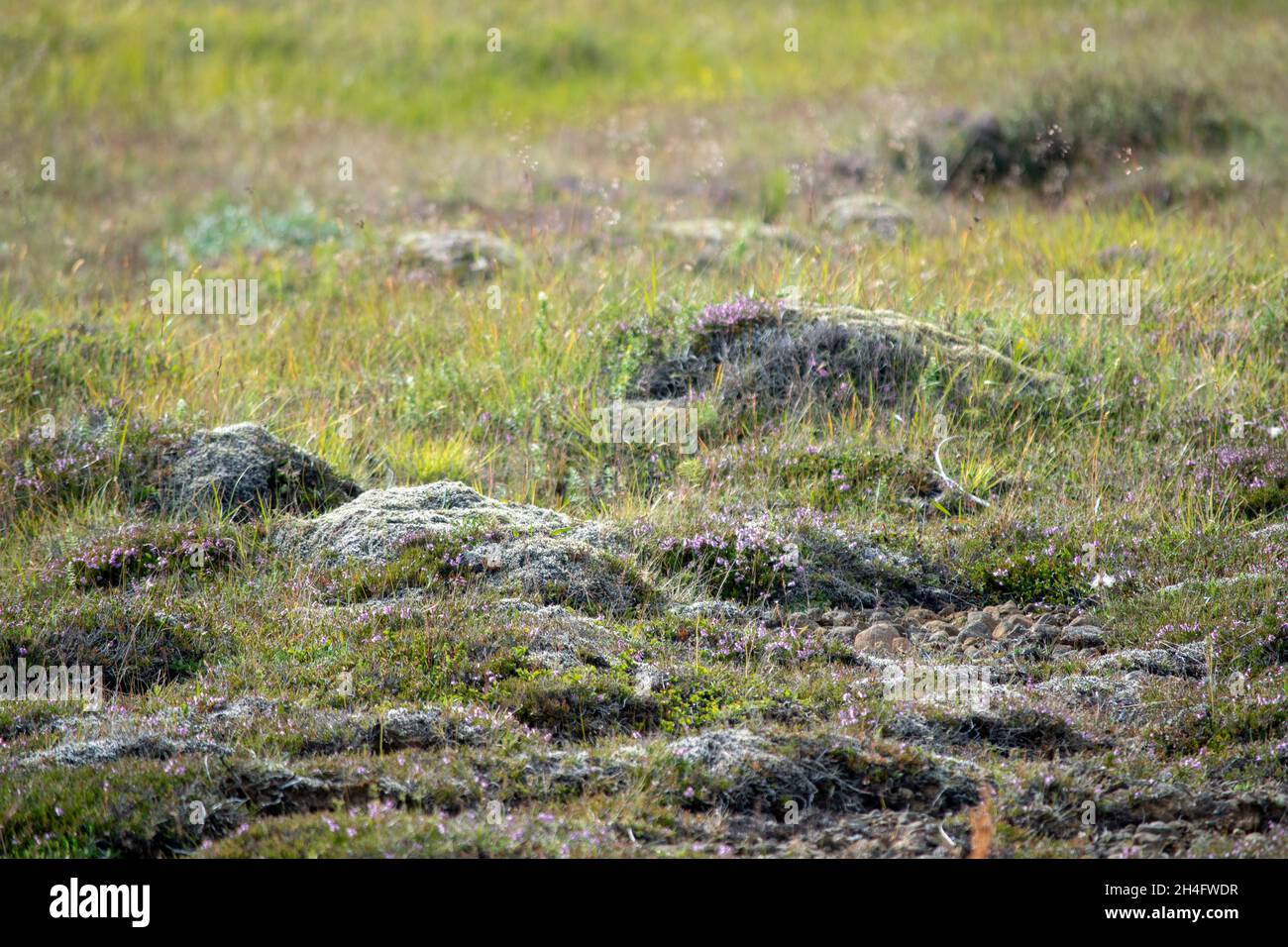 Colorful lichen and moss growing on rocks north Iceland Stock Photo - Alamy